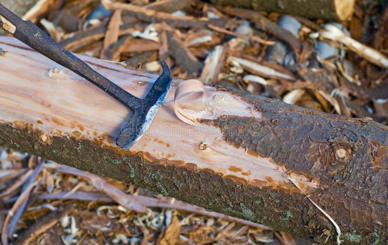 Peeling Wood stock image. Image of process, peeling, construction - 4889535