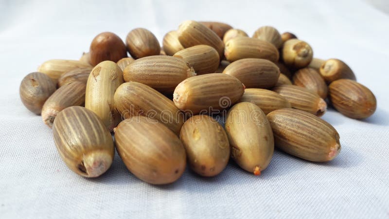 102 Melinjo Seed Stock Photos - Free & Royalty-Free Stock Photos from ...