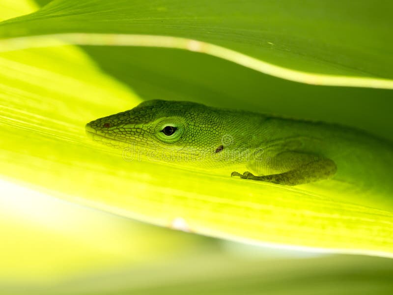 Closeup of a Geico on a Tropical Tree in Hawaii Stock Image - Image of ...
