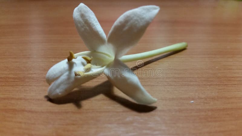 Peep Flower stock photo. Image of peep, spor, northen - 46396410