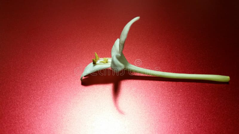 Peep Flower stock photo. Image of white, flower, northen - 46398808