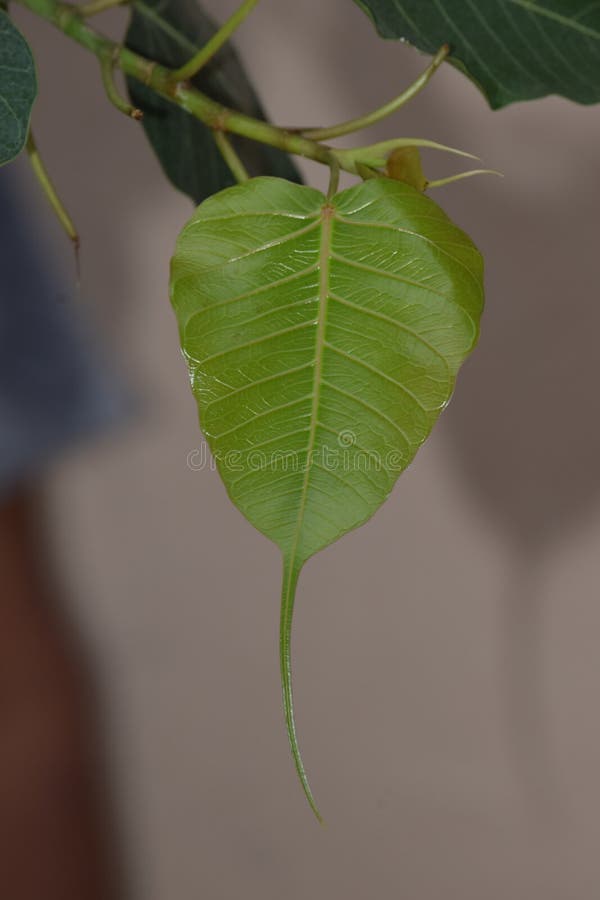 Ficus Religiosa Or Peepal Tree Fruit Stock Photo - Image of ficus ...