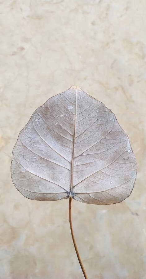 Peepal leaf stock image. Image of buddha, ficus, design - 170934531