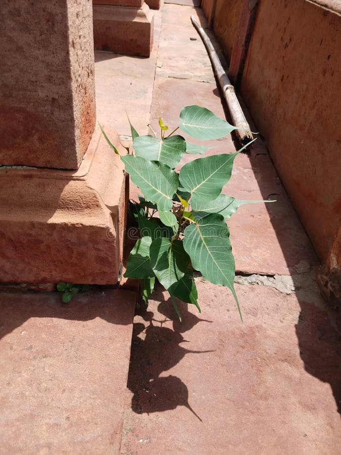 Peepal Tree Being Grown on the Stone Stock Image - Image of leaves ...
