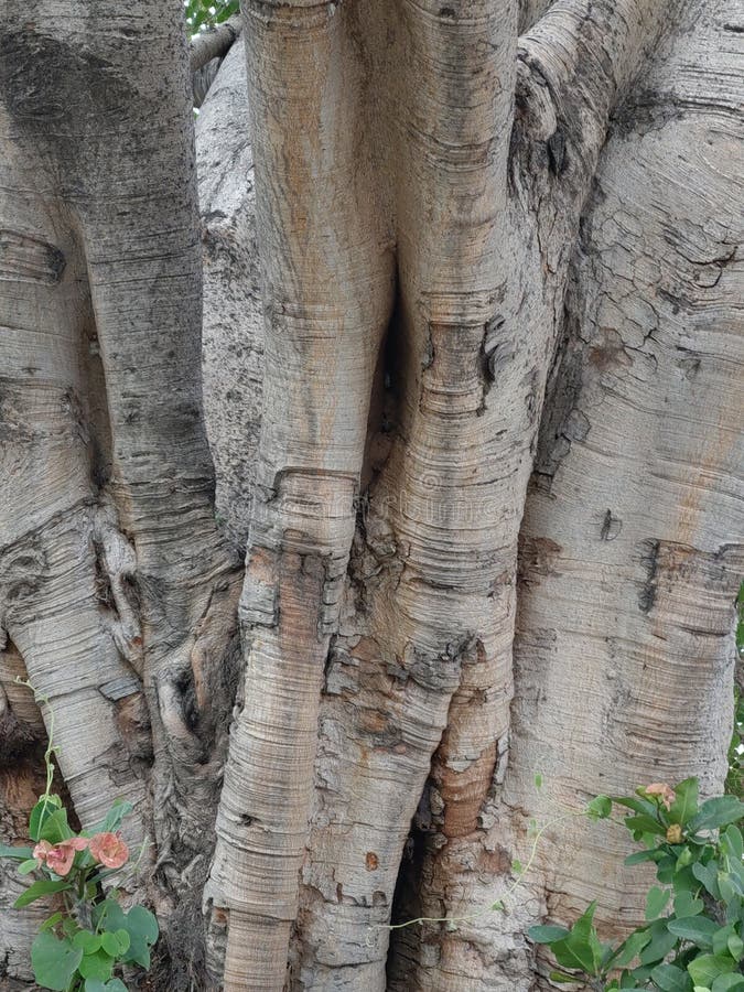 The Peepal tree stock image. Image of holy, tree, peepal - 151436745