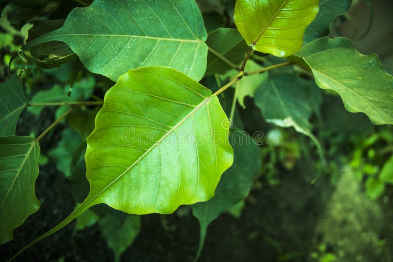 Peepal Tree Green Natural View Stock Photo - Image of green, peepal ...