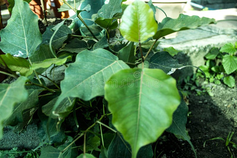 Peepal Tree Green Natural View 01 Stock Image - Image of natural ...
