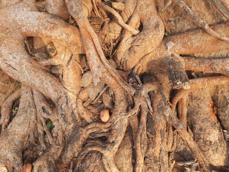 Peepal Tree Roots in India. Stock Image - Image of leaf, nature: 244807247