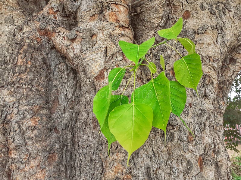Peepal Tree Roots in India. Stock Image - Image of leaf, nature: 244807247