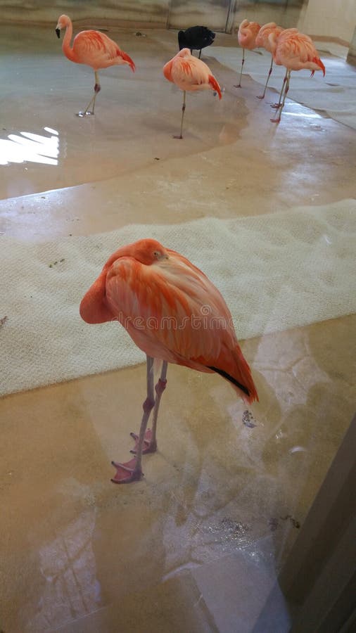 Peeping Flamingo stock image. Image of peeking, flamingo - 52809713