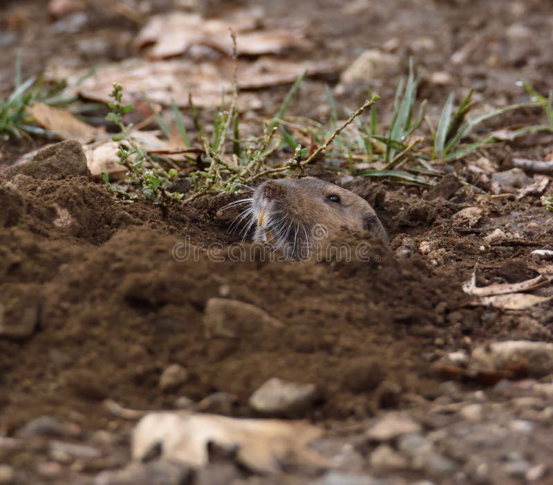 Peeping gopher stock photo. Image of floor, forest, peeks - 259867290