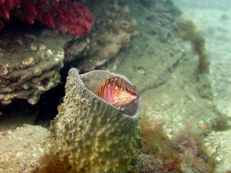 Halfbanded Seaperch Stock Photos - Free & Royalty-Free Stock Photos ...