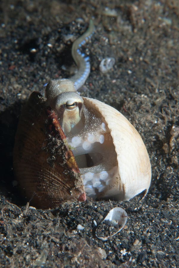 Octopus hiding in a shell stock image. Image of protective - 18966409
