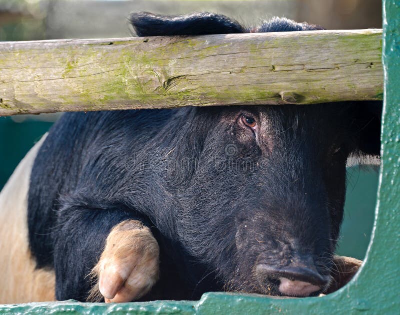 Peeping pig stock photo. Image of beast, peep, mammal - 76659262