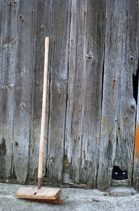 Peeping Tom stock image. Image of cement, farmland, animal - 4632589