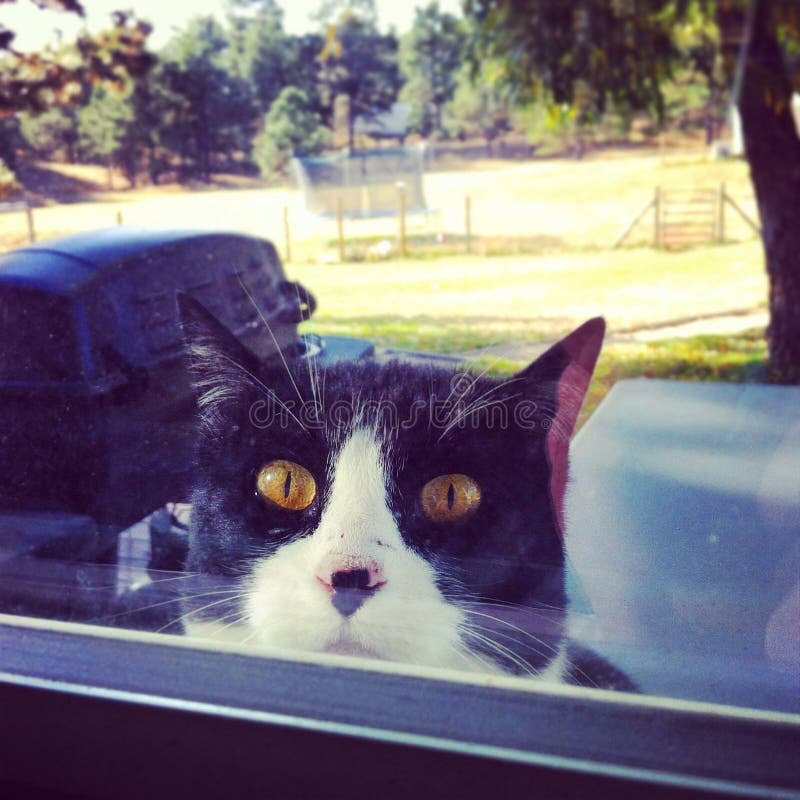 243 Peeping Tom Stock Photos - Free & Royalty-Free Stock Photos from ...