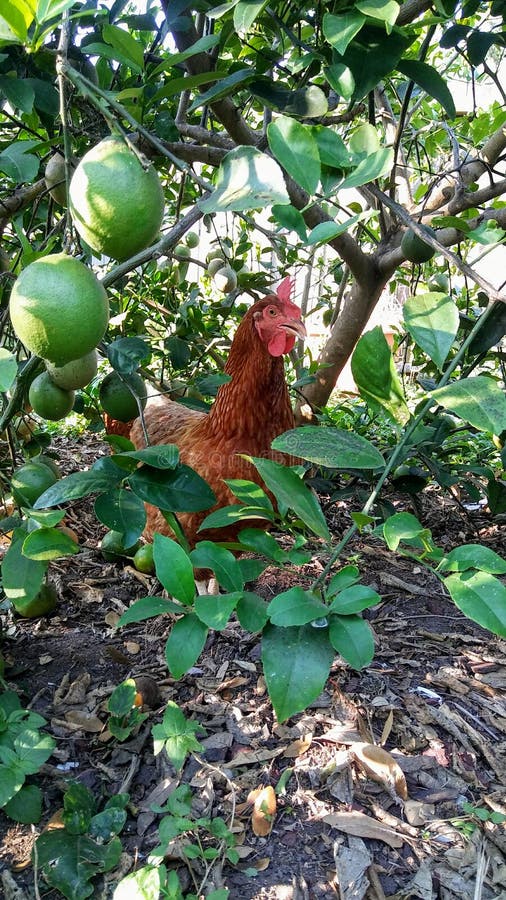 Chicken Peeping Out from the Coop. Rural Poultry Farm. Agriculture and ...