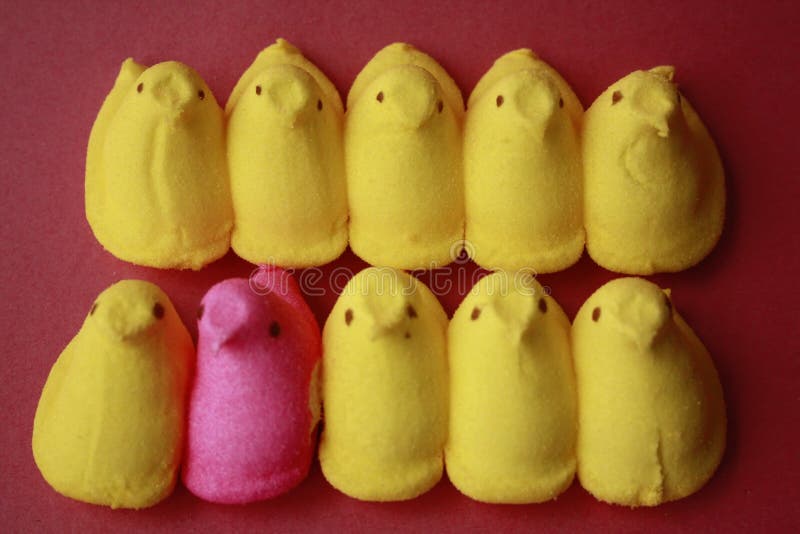 Peeps Chicks One Pink in a Row of Yellow Stock Photo - Image of chicks ...