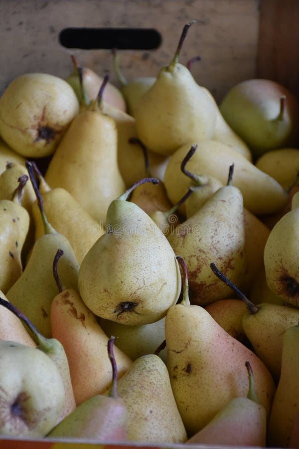 Peer stock foto. Image of vitaminen, plakken, vrucht - 102338372