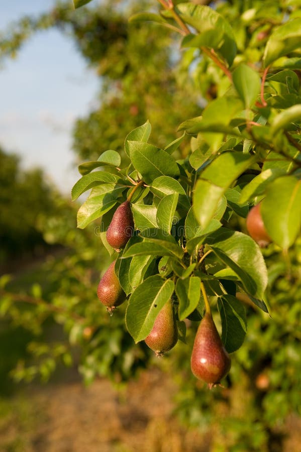 Peerboom stock afbeelding. Image of onrijp, tuin, bloesem - 24456049
