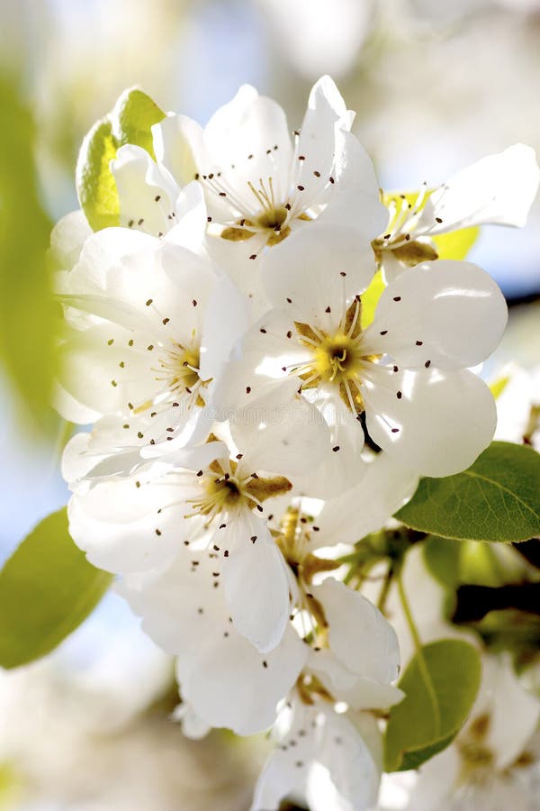Peer Flowers on Spring Time Stock Photo - Image of closeup, natural ...