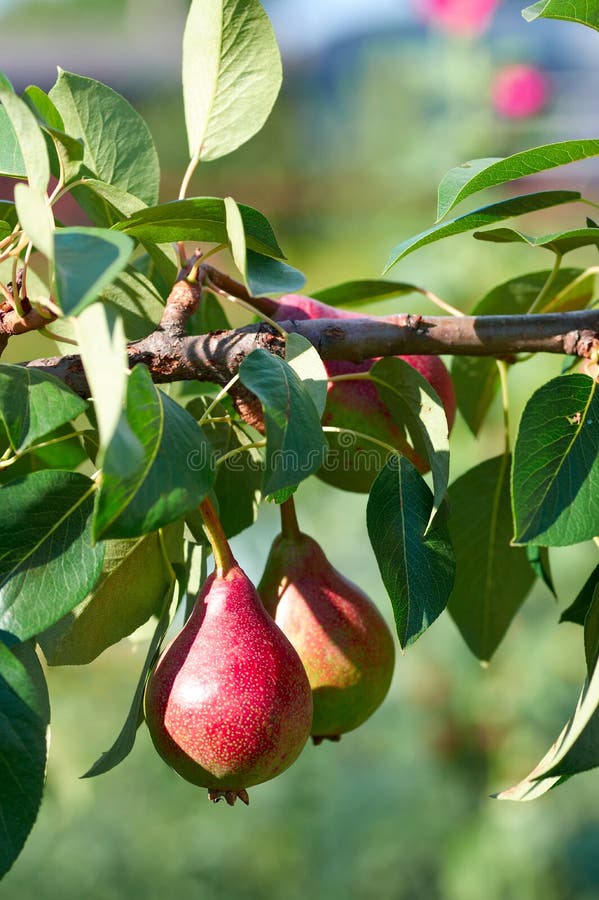 Peer Het Groeien Op Boom in Tuin Peer Op Een Tak Stock Afbeelding ...