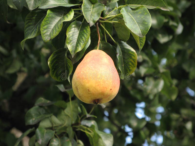Peer op de boom stock foto. Image of peer, tuin, fruitig - 113247720