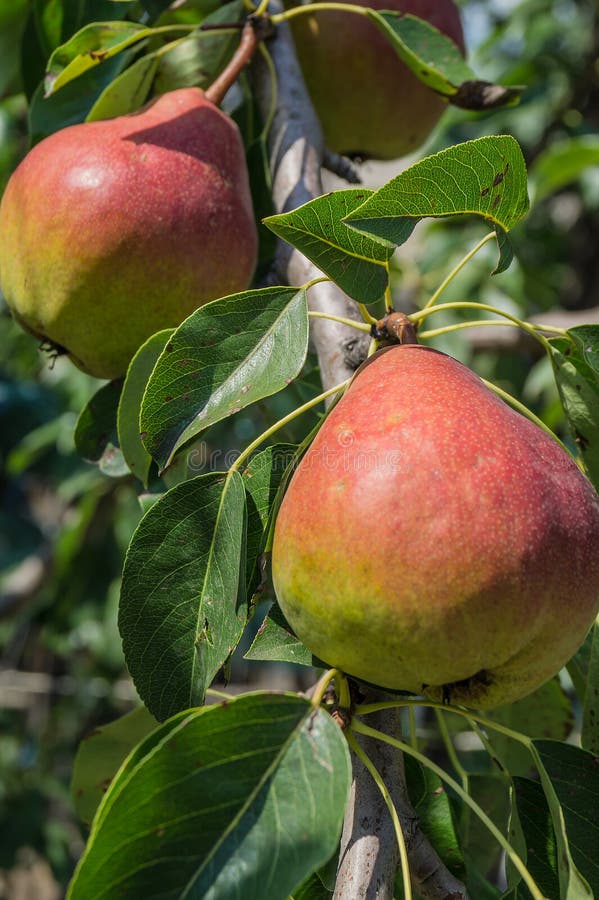Peer op de boom stock afbeelding. Image of zoet, buiten - 88112019