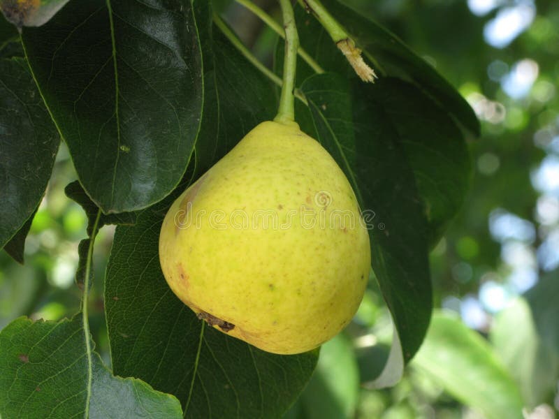 Peer op de boom stock foto. Image of peer, tuin, fruitig - 113247720