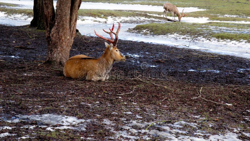 Peers David Deer. stock image. Image of animals, grazing - 272394055