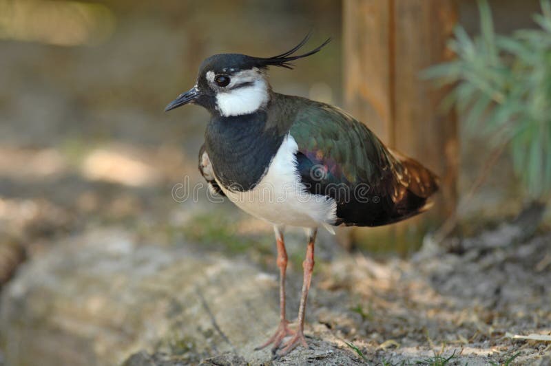 1,447 Peewit Stock Photos - Free & Royalty-Free Stock Photos from ...