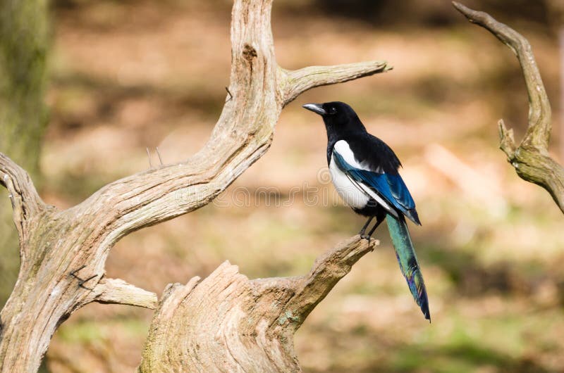 Pega imagem de stock. Imagem de pega, europeu, selvagem - 30341489