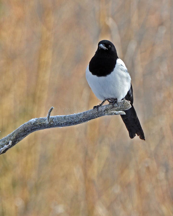 A Pega Comum, Paica Da Paica Foto de Stock - Imagem de livre, frio ...