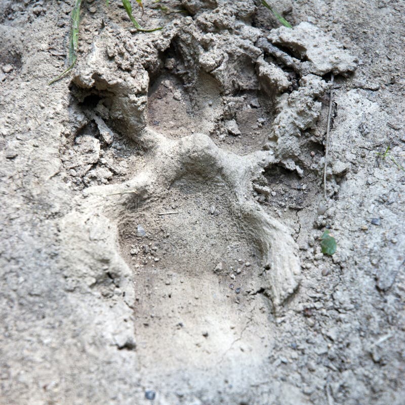 Pegada Do Elefante Africano, Delta De Okavango, Botswana Foto de Stock ...