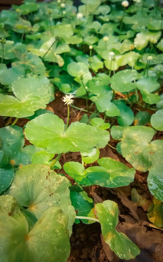 Pegagan leaves stock image. Image of green, shrub, flower - 240151611