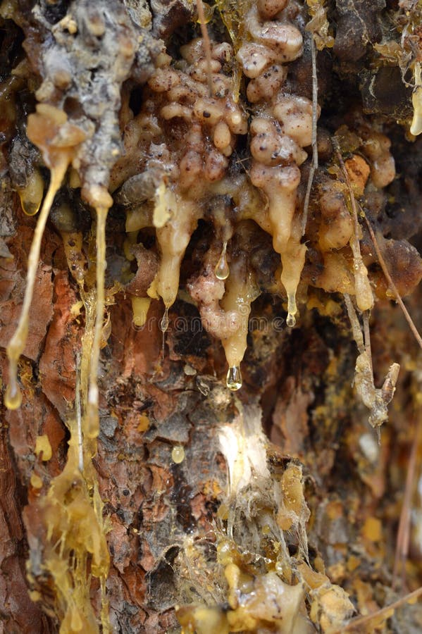 Pegamento De La Resina En Los árboles Imagen de archivo - Imagen de ...