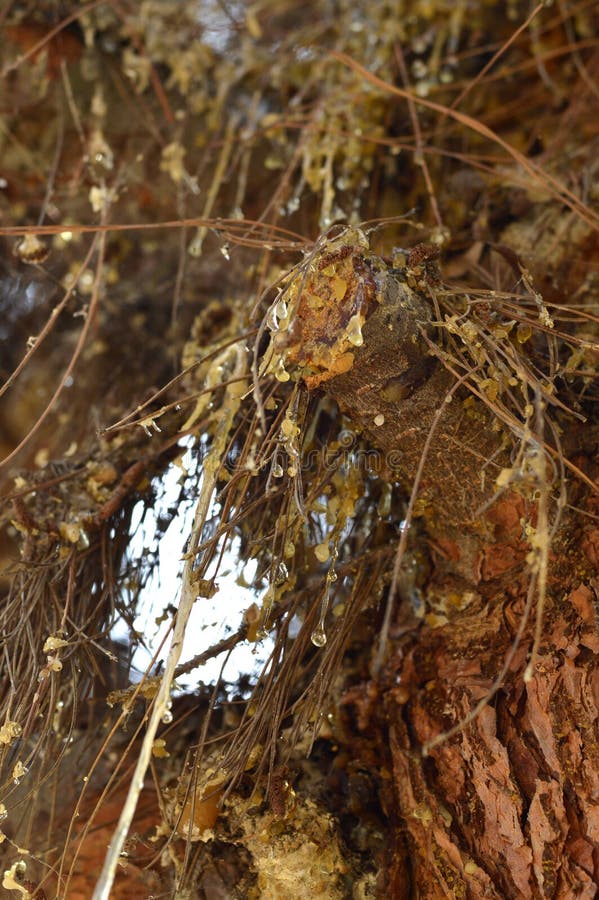 Pegamento De La Resina En Los árboles Foto de archivo - Imagen de ...
