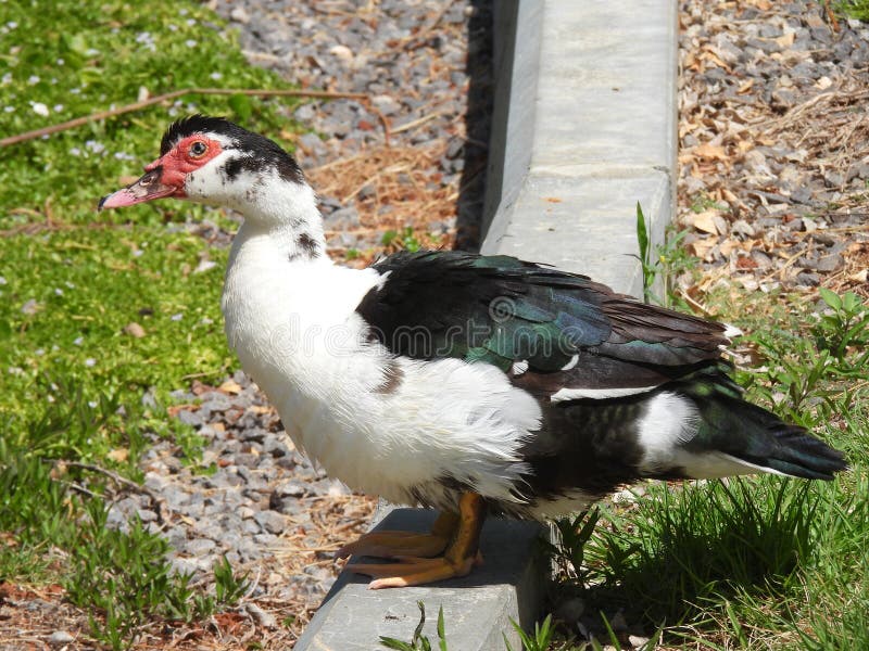 Peganka Duck Large Waterfowl Stock Photo - Image of animal, peganka ...