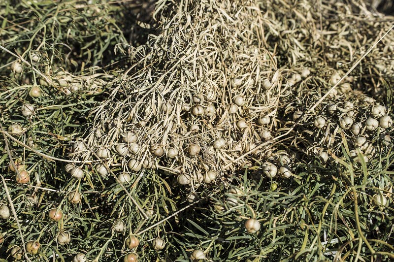 Peganum Harmala Herb, Medicinal Herbs, Herbal Plants, Medicinal Plants ...