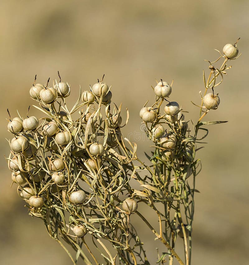 Peganum Harmala Herb, Medicinal Herbs, Herbal Plants, Medicinal Plants ...