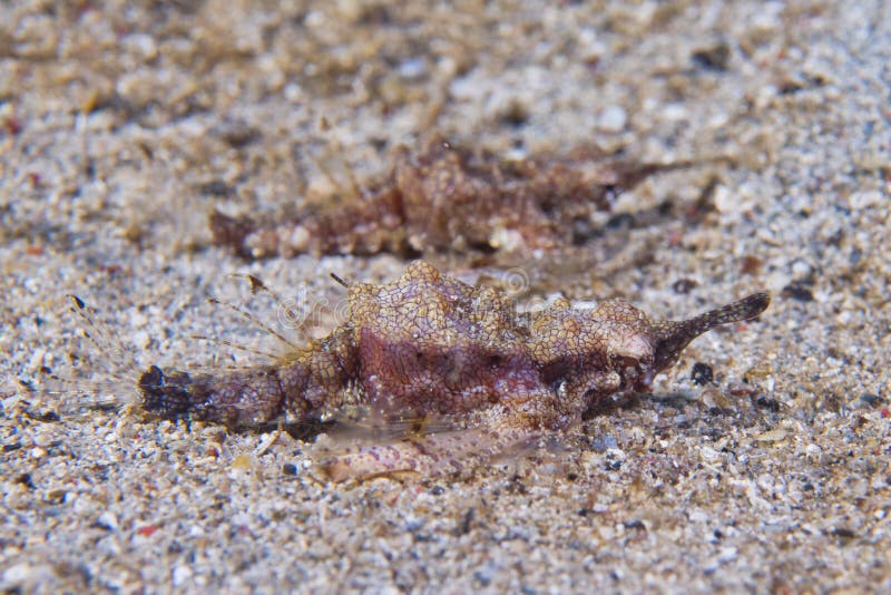 Pegasus Fish Portrait stock image. Image of biodiversity - 39825563