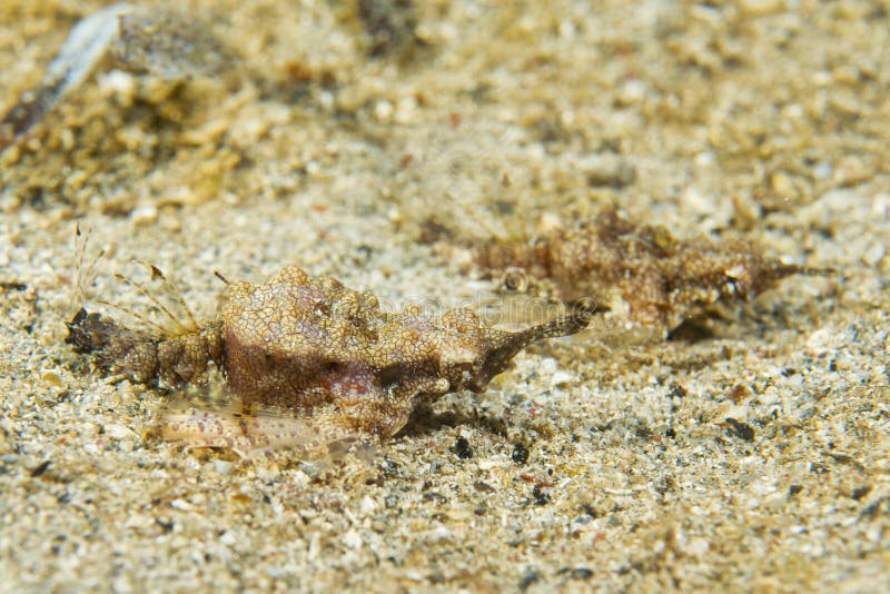 Pegasus Fish Portrait stock photo. Image of ocean, life - 39825690