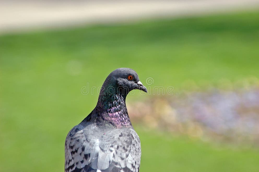The pegion stock photo. Image of sitting, allone, green - 1243922