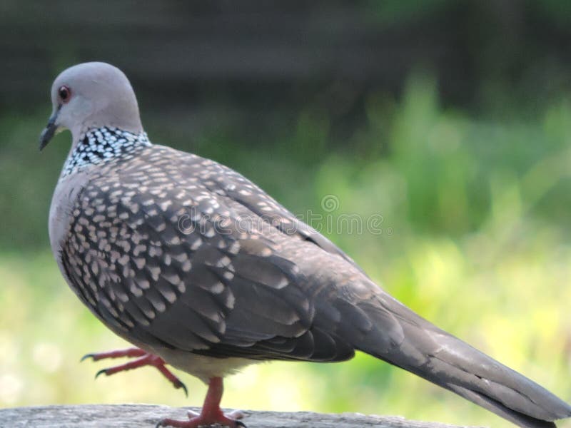 The pegion stock photo. Image of sitting, allone, green - 1243922