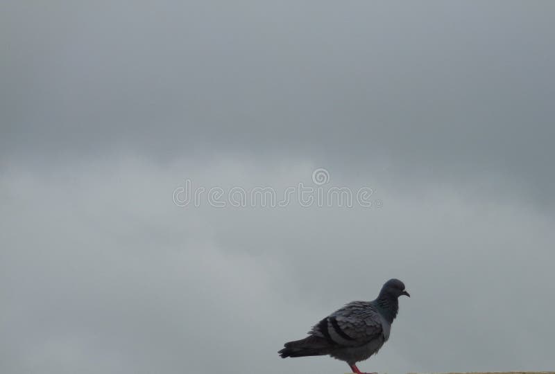 Pegion stock image. Image of seabird, cloud, waterbird - 255529639