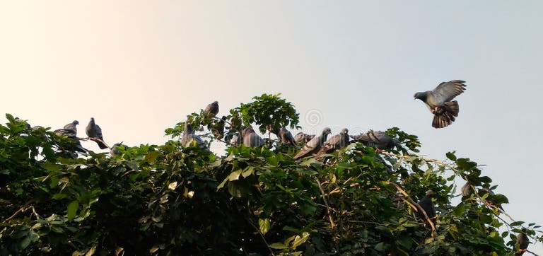 Pegions 库存图片. 图片 包括有 摄影, 新建, 单击, 结构, 德里, 早晨 - 80927419