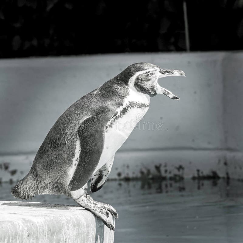 Peguin Monochrom - Screaming Stock Image - Image of monochrom, fauna ...