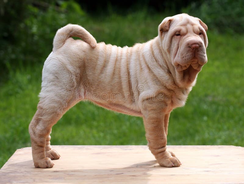 2 Czekolad Portreta Sharpei Zdjęcie Stock - Obraz złożonej z tradycyjny ...