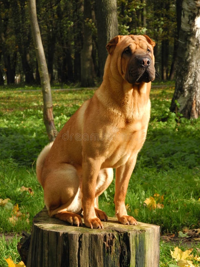 Shar Pei Que Encontra-se Para Baixo No Estúdio Escuro Imagem de Stock ...