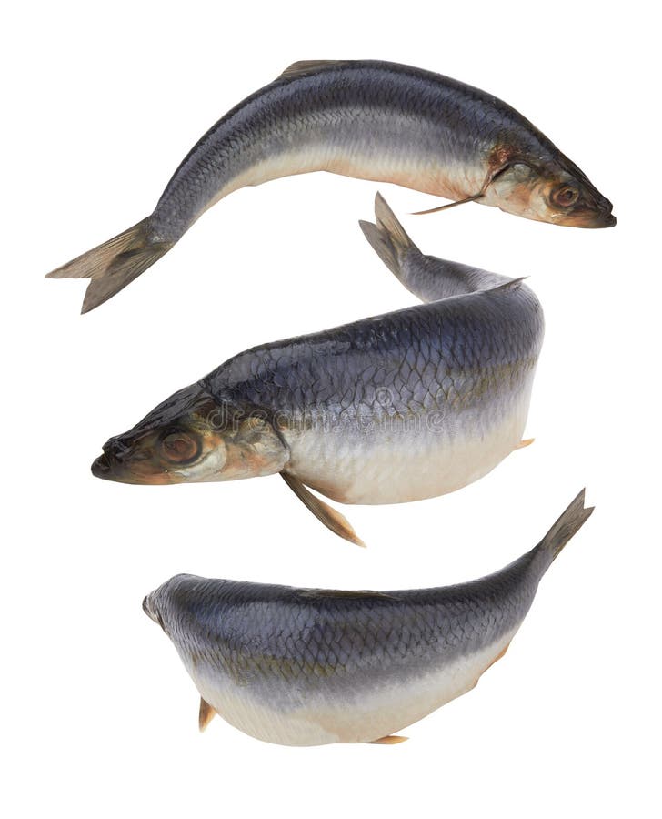 Peixe arenque isolado imagem de stock. Imagem de peixes - 251901059